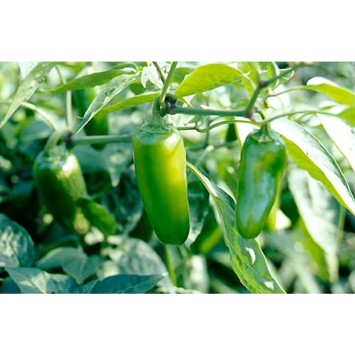 Green Jalapeno Plant - Three (3) Live Plants - Each 75 Days Old - Not in Pots - Hot Pepper Range Between 2,500 and 8,000 SHU for Planting in Your Organic Garden