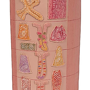 3B Scientific K23 3B MICROanatomy Digestive Tract - 3B Smart Anatomy