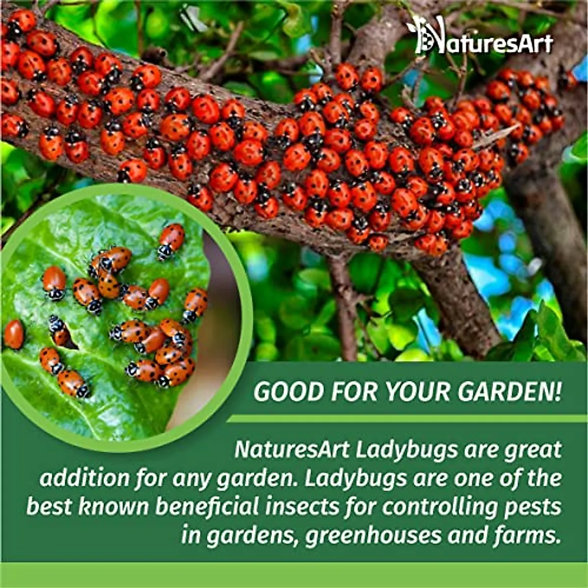 1500 Live Ladybugs - Good Bugs for Garden - Ladybug for Greenhouse - Guaranteed Live