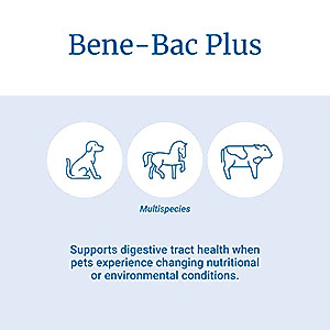 PetAg Bene-Bac Plus Pet Gel - FOS & Probiotics Gel Supplement with Naturally Occurring Microorganisms - 1 Count (15 g Syringe)