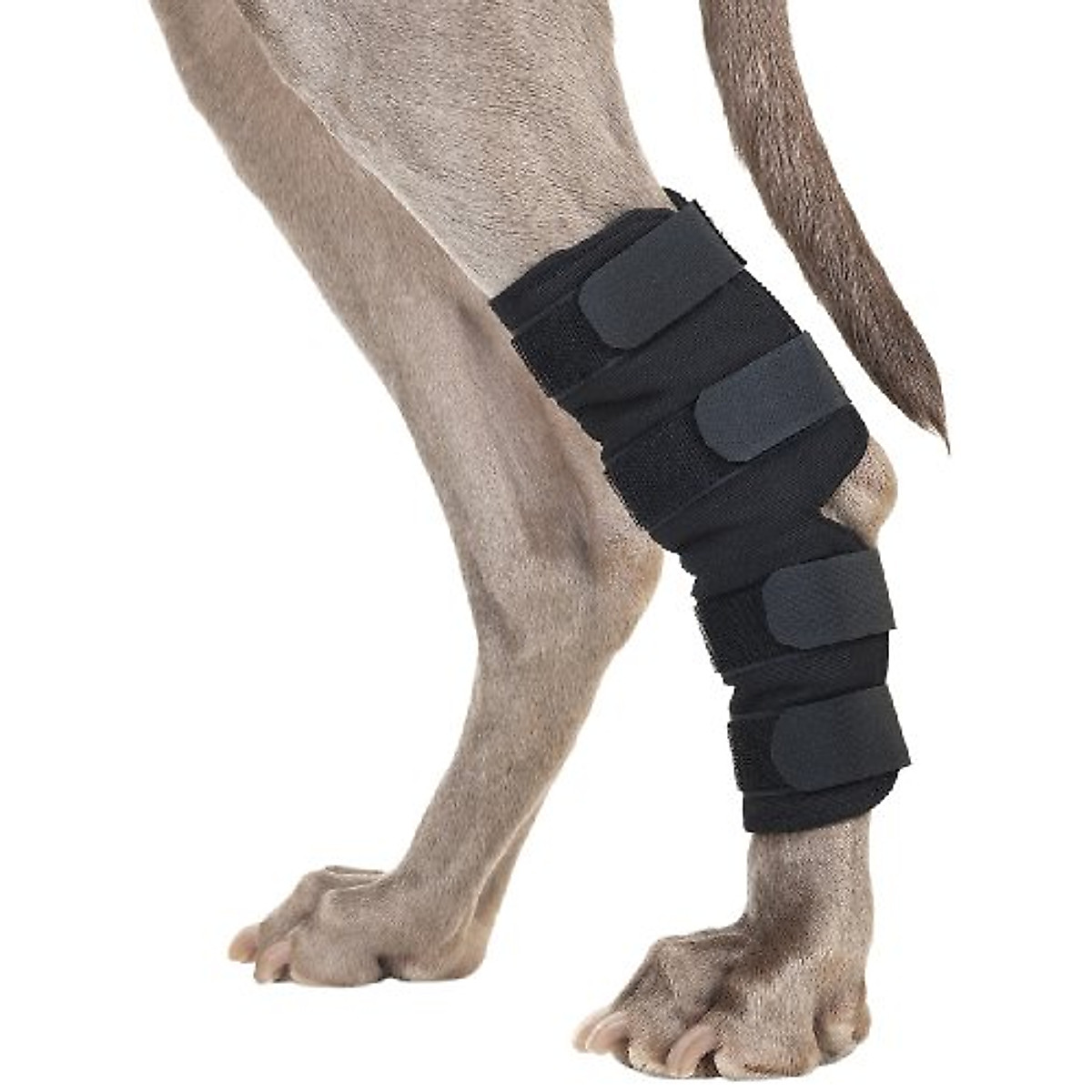 BACK ON TRACK Dog Hock Wraps (Pair), Color: Black, Size: S (31020001)