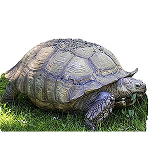 African Grasses Tortoise Blend Seeds - 1K Seeds, 1/8 oz - ST24