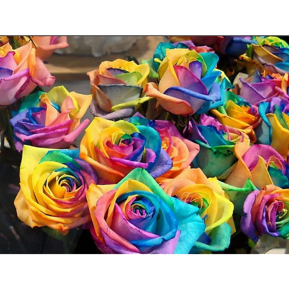 100-Colorful Rainbow Rose Seeds-Beautiful Flower-Perennial