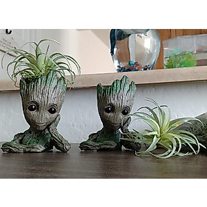 Artificial Air Plants Faux Succulents Plants Unpotted Small Tillandsia Look Real in Flocked Green Premium Crafting DIY Floral Decor for Home Garden Office Party, 3 pcs