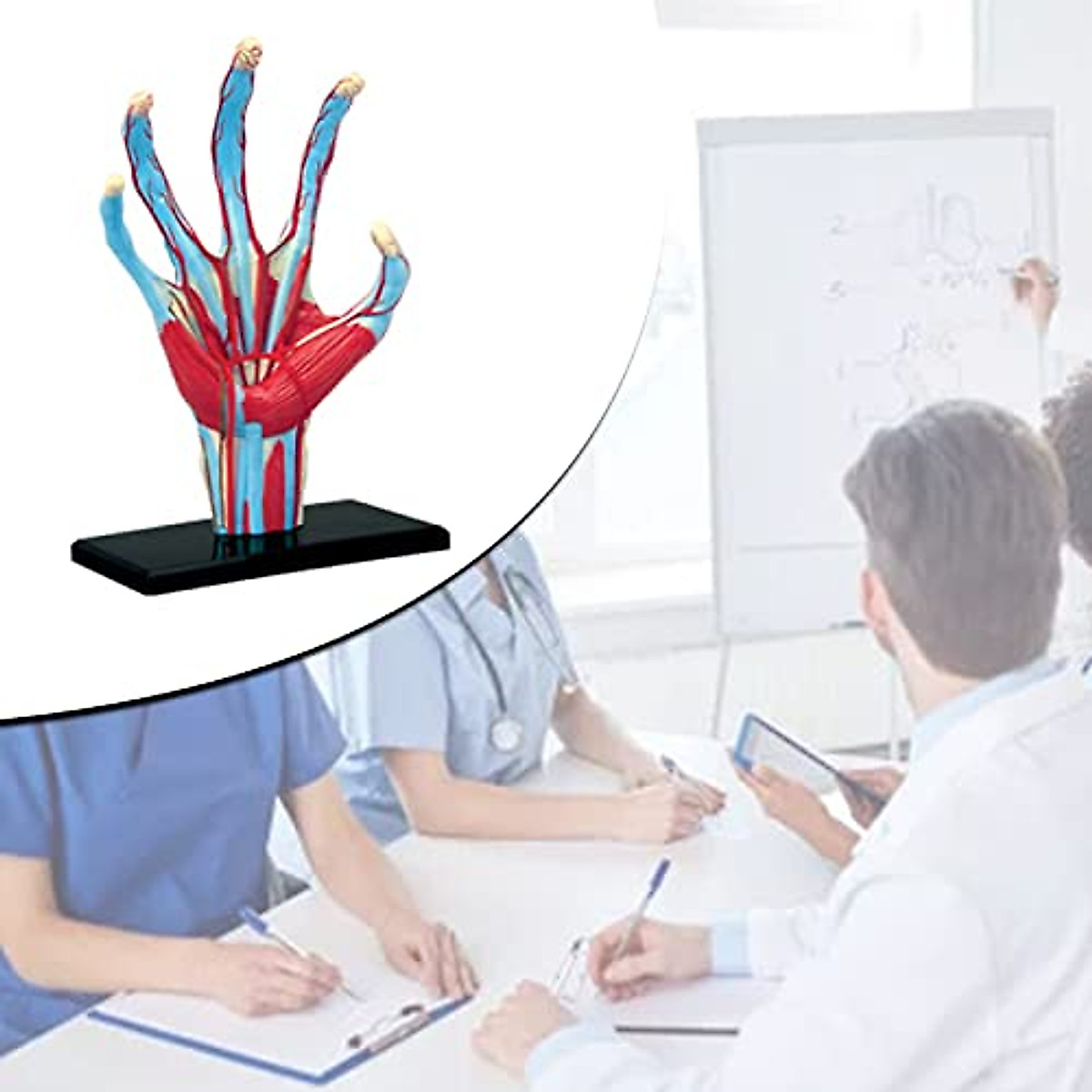 Human Hand Skeleton Model Anatomical Model Anatomy DIY Gift Children Puzzle Educational Model Internal Organs Model Human Hand Model Anatomical Models Of The Human Hand For Students Hand Anatomy Model