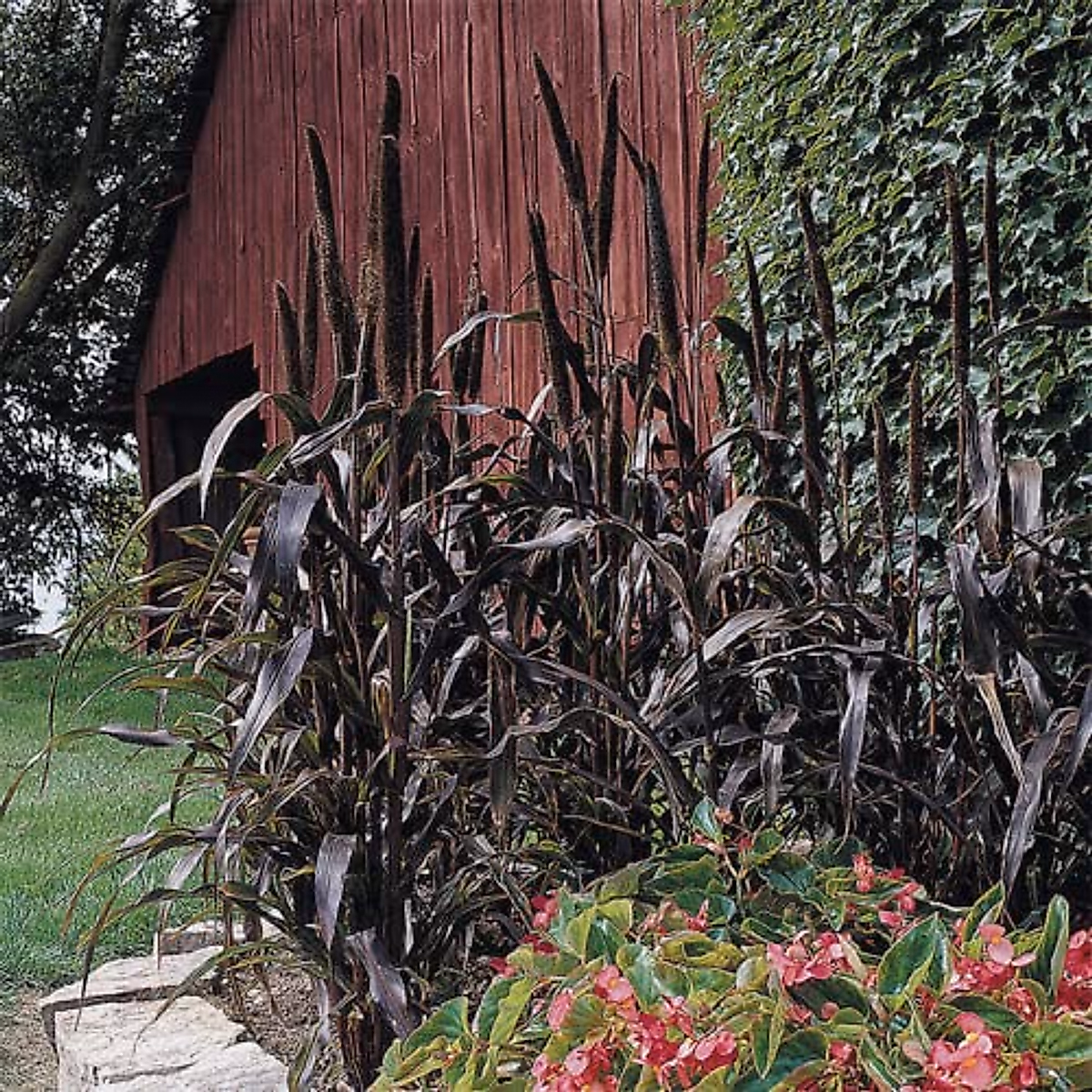 CHUXAY GARDEN 25 Seeds Pennisetum Glaucum 'Purple Majesty' Seeds,Ornamental Millet Annual Grass Drought Tolerant Easy Grow