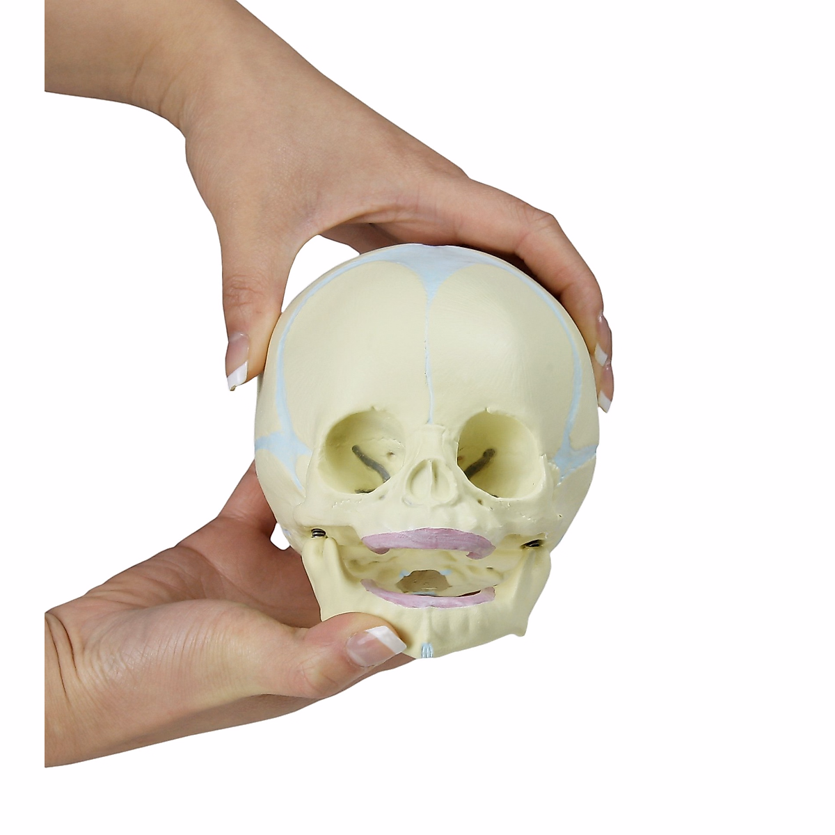 Jackson Global JS00030 Human Fetal Skull Model | Great for Understanding of Fetal Bone Development