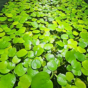 20+ Leaves Amazon Frogbit (Limnobium laevigatum) Live Aquarium Plant - Floating Aquatic Plant for Natural Fish Tank Decor and Oxygenation - Easy Care Aquatic Plants for Your Tank - Fish Breeding