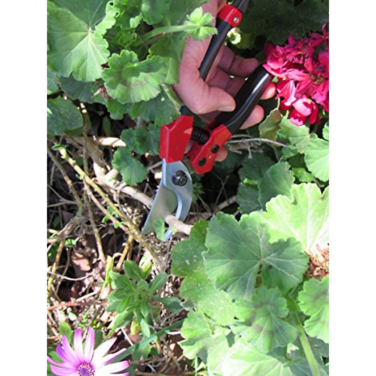 TABOR TOOLS S821A Bypass Pruning Shears, Makes Clean Cuts, Great for S-M Size Hands. Professional Sharp Secateurs, Hand Pruner, Garden Shears, Clippers for The Garden.