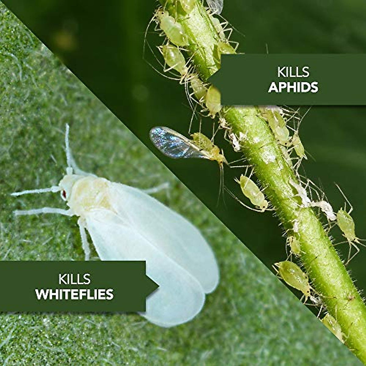 BioAdvanced Plant Food Insect Control Spikes, 10 Spikes — 🛍️ The Retail ...