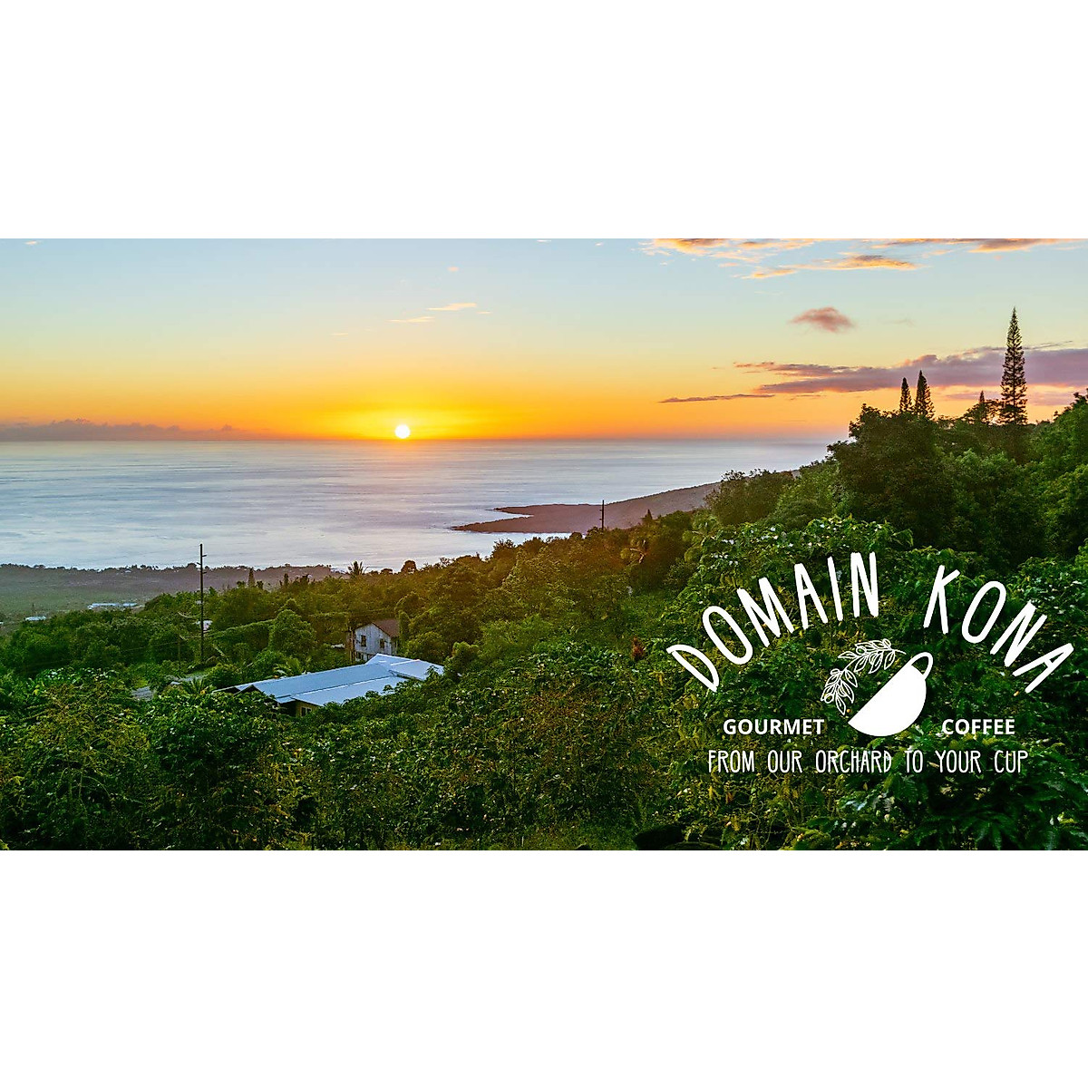 100% Kona Coffee – Whole Bean, Medium roast, Single estate gourmet coffee, 16 ounces, Farm fresh roasted from Domain Kona Coffee