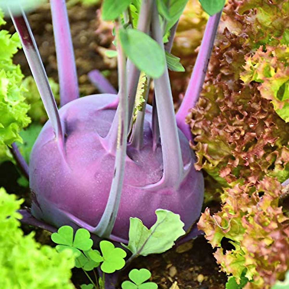 Purple Vienna Kohlrabi Garden Seeds - 1 Oz - Non-GMO, Heirloom Vegetable Gardening & Microgreens Seeds