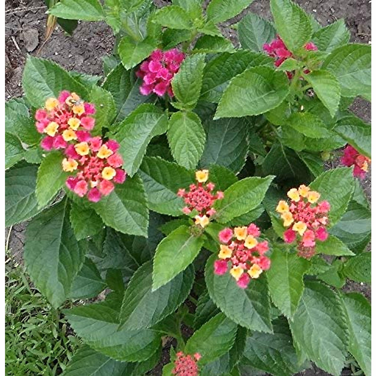 GreenCreator 50 Lantana Flower Seeds for Planting Great for Hummingbirds and Butterflies