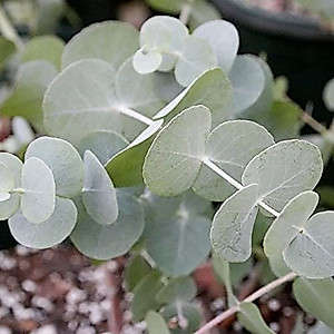 Eucalyptus Cinerea Seeds Silver Dollar Eucalyptus Distinctive Round, Silvery-Blue Leaves Fast-Growing Drought-Tolerant Adds Unique and Attractive Element to Gardens Landscapes 25Pcs by YEGAOL Garden