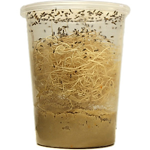 Josh's Frogs Melanogaster Fruit Fly Culturing Kit with Media, Vented Cups, and Excelsior (Small)