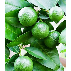Dwarf Lime Tree Seeds for Planting - 30 Pcs Seeds