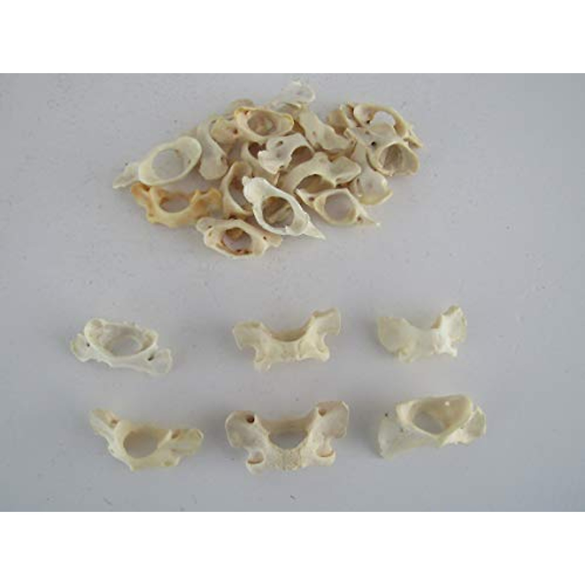5 Raccoon VERTEBRA ATLAS BUTTERFLY BONE TAXIDERMY CRAFTS TEETH ANIMAL BONES COYOTE