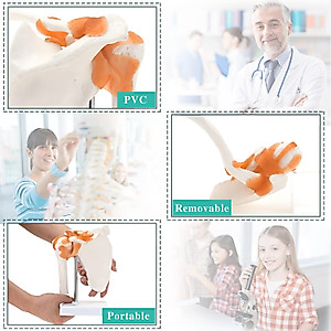 RONTEN Medical Shoulder Anatomy Model with Functional Ligaments, Life Size Anatomical Human Shoulder Joint Model for Science Class Medical Teaching Display Model (Includes a Base)