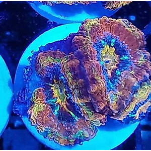 Aquarium Choice Big Size Ceramic Coralline Coral Frag Plugs Coral frag Plate Base