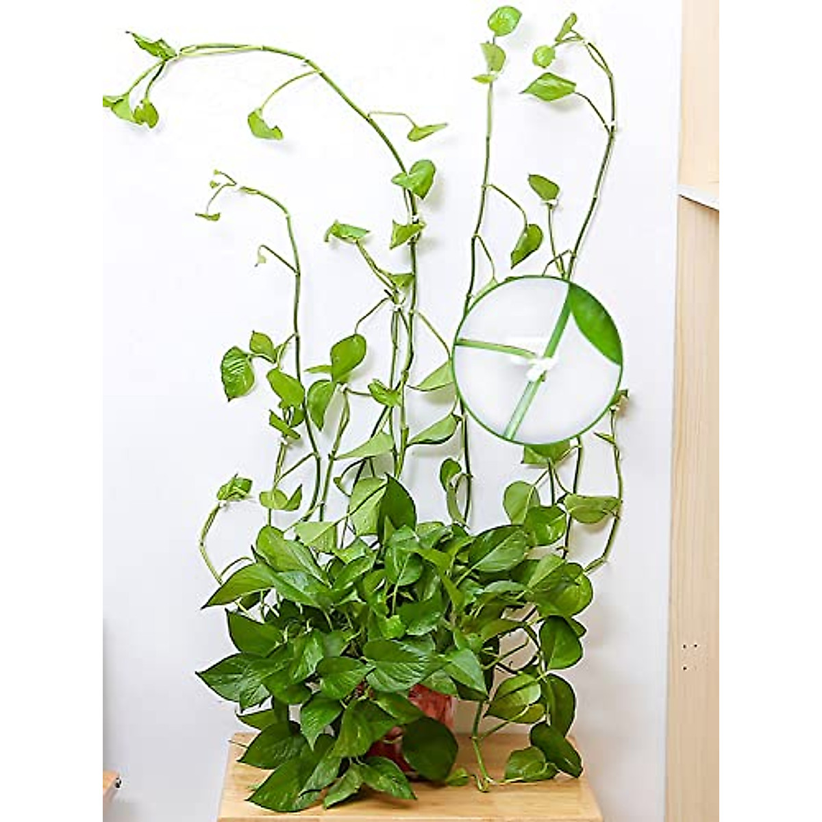 MDSOYOL Plant Climbing Wall Fixture Clips, (100pcs) Plant Fixer Self-Adhesive Hooks for Invisible Wall Vines Plant Fixation Plant Vine Traction Garden Vegetable Plant Binding (B-100 Pcs)