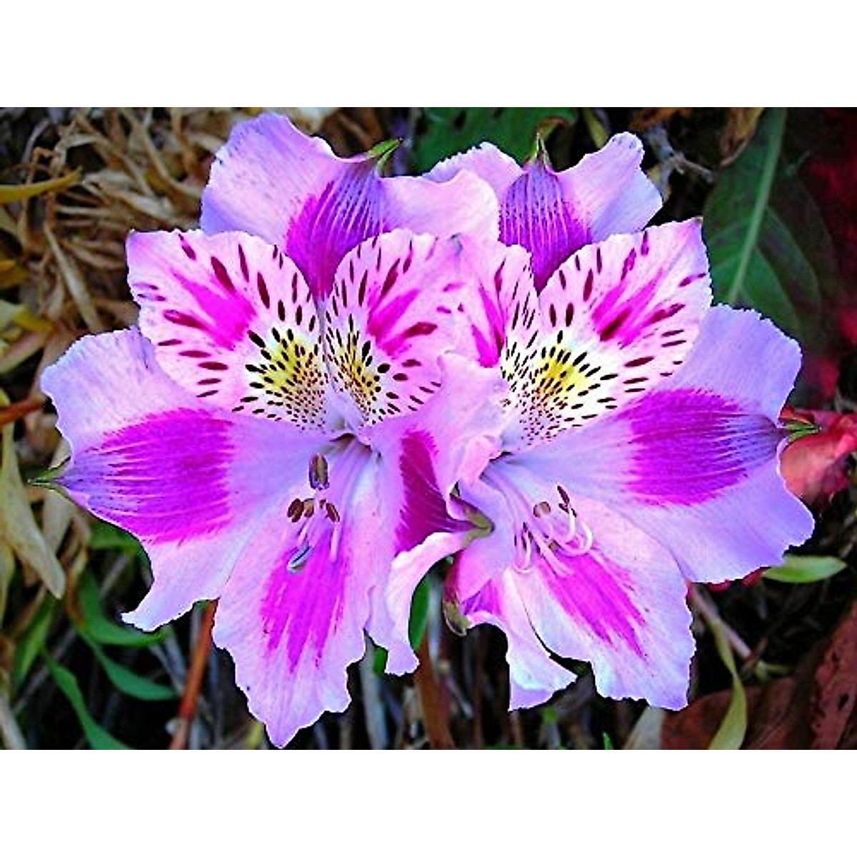 10+ Mix Canna Lily Seeds Peruvian Dr Salters Flower Flowers