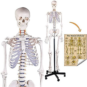 RONTEN Human Skeleton Model for Medical Study, 70.8" Life Size Medical Anatomical Skeleton, Including Adjustable Rolling Stand + Cover + Poster