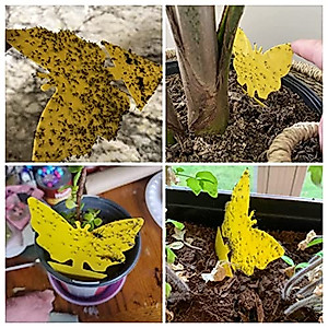 40 Pack Fungus Gnat Traps for House Indoor Yellow Sticky Traps for Plants, Dual-Sided Fungus Gnat Sticky Traps Fruit Fly Traps for Indoors