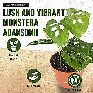 California Tropicals Monstera Adansonii Real Live Indoor Houseplants - Big Low Light Tropical Plant for Air Purifying Decorations - 4" Pots Easy Planting in Homes, Offices, and Outdoor Gardens