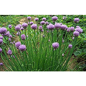 3000 Common Chive Seeds for Planting Non GMO 5 Grams of Seeds Garden Vegetable Bulk Survival Chives
