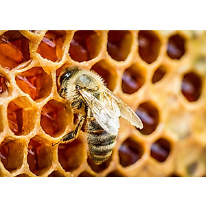 Jovvily Bee Propolis Powder - 8 oz - Lab Verified - Always Pure - No Fillers