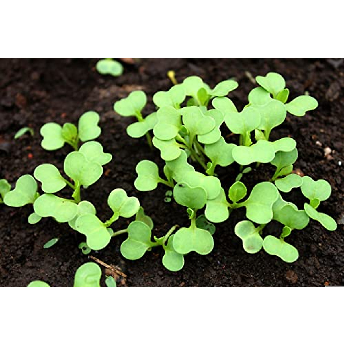 1000 Bok Choy Seeds - Shanghai Green Stem - Heirloom Non-GMO Vegetable Seeds for Planting - AKA Pak Choi, Pok Choi, Chinese Cabbage