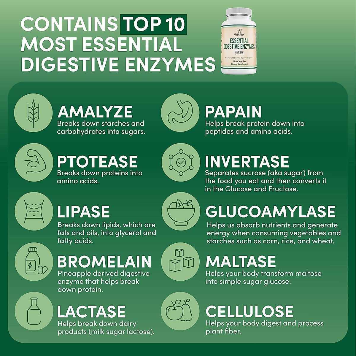 Digestive Enzymes - 800mg Blend of All 10 Most Essential Digestive and Pancreatic Enzymes (Amylase, Lipase, Bromelain, Lactase, Papain, Protease, Cellulase, Maltase, Invertase) by Double Wood