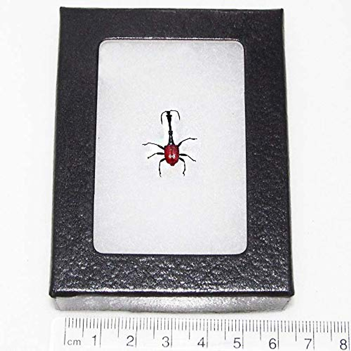 BicBugs Trachelophorus red Giraffe Weevil Beetle Madagascar Framed