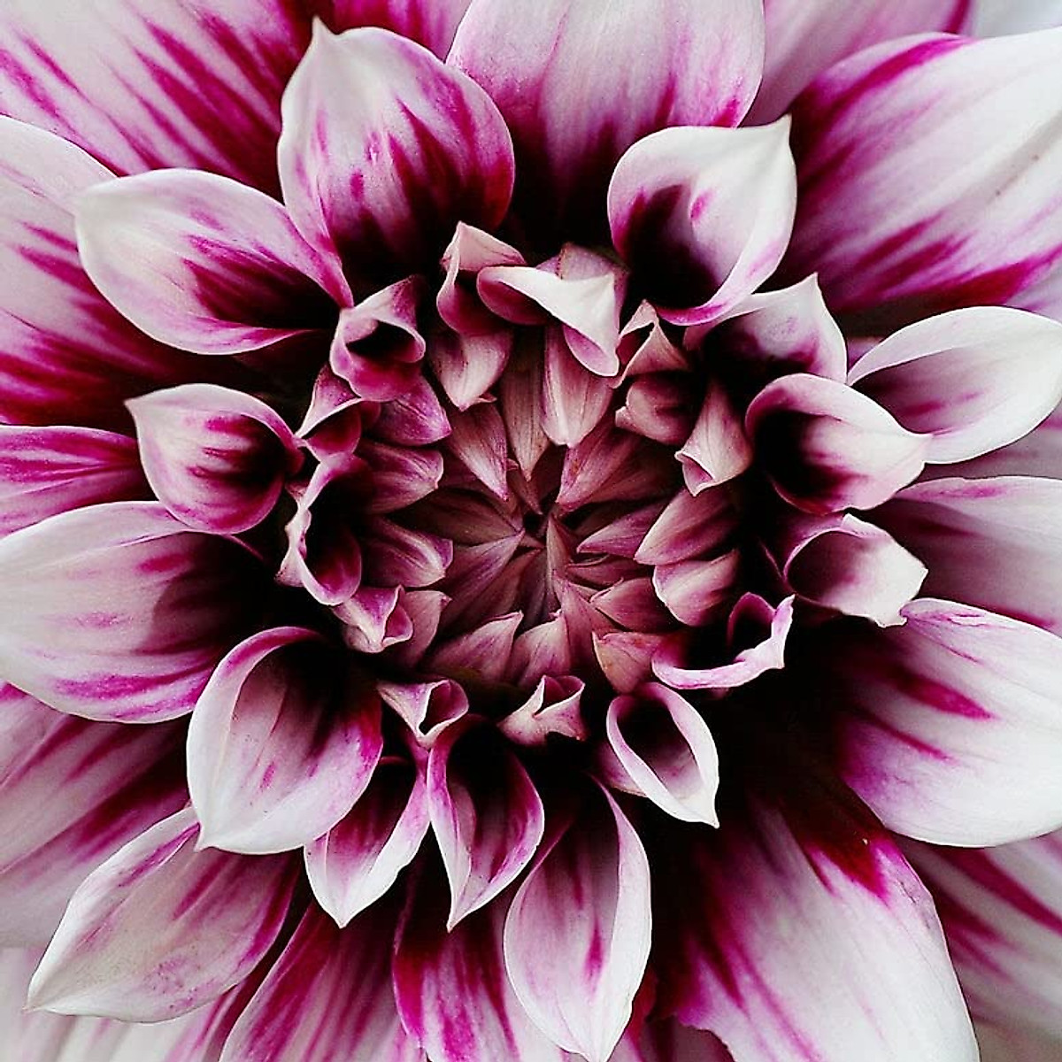 Dahlia Tubers (Dinnerplate) - Mystery Day - Bag of 2, White