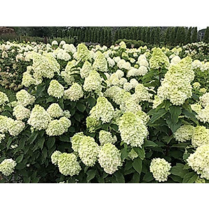 1 Gallon Limelight Prime Panicle Hydrangea (Paniculata) Live Plant, Green and Pink Flowers