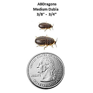 300 Medium Dubia Roaches in CUP