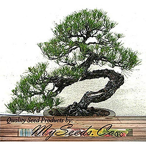 Big Pack Bonsai Tree Seeds - Japanese Black Pine Tree (150 Seeds), Pinus thunbergiana Pine Tree Seeds - Non-GMO Seeds by MySeeds.Co (Big Pack - Japanese Black Pine)