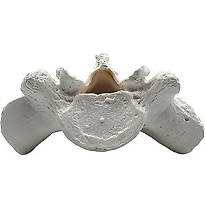 Sacrum Bone Model - Anatomically Accurate Human Replica - hBARSCI