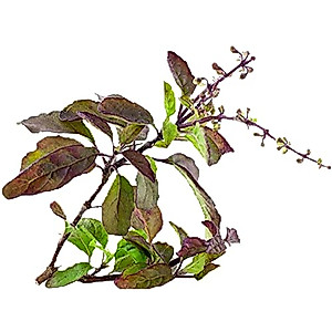 100+ Krishna Tulsi Holy Basil Seeds Red Leaf Indian Sacred Red Leaf Herb Tulasi Thulasi Shayam Heirloom Non-GMO Fragrant Grown in USA