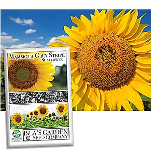 Mammoth Grey Stripe Sunflower Flower Seeds, 50+ Heirloom Seeds Per Packet, (Isla's Garden Seeds), Non GMO Seeds, Botanical Name: Helianthus annuus