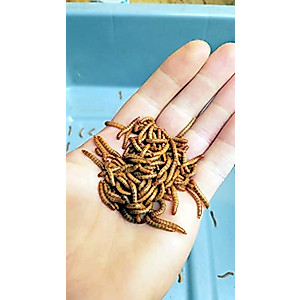Josh's Frogs Mealworms (250 Count)