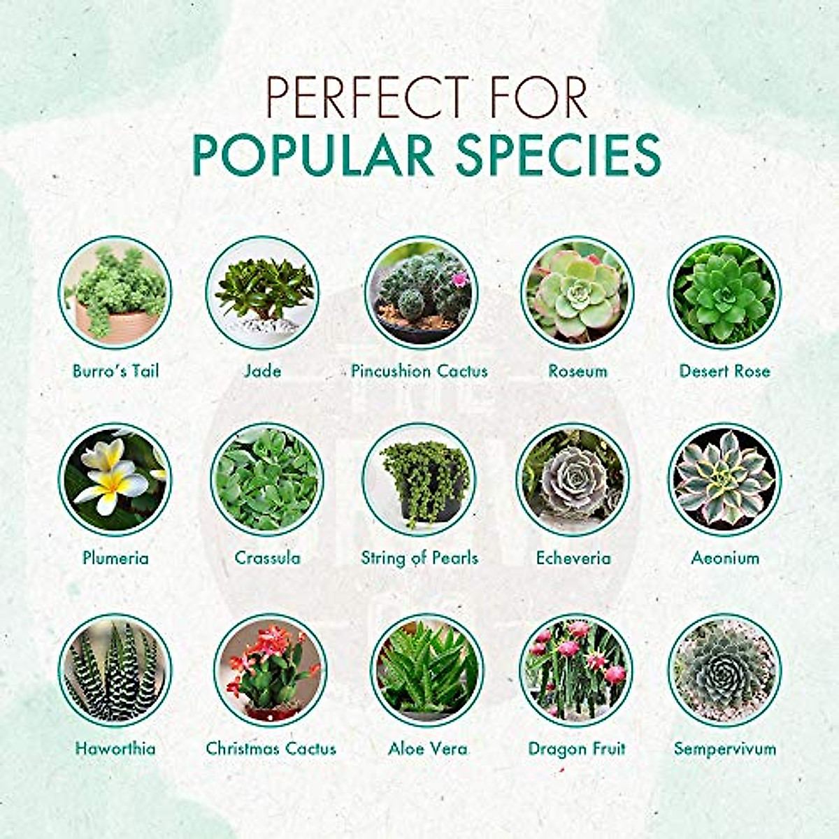 Succulents & Cactus Plant Food - Gentle Long Lasting Formula, Slow Release Fertilizer (Liquid Alternative) for All Potted Succulent, Cacti & Aloe Vera Plants (5 oz)