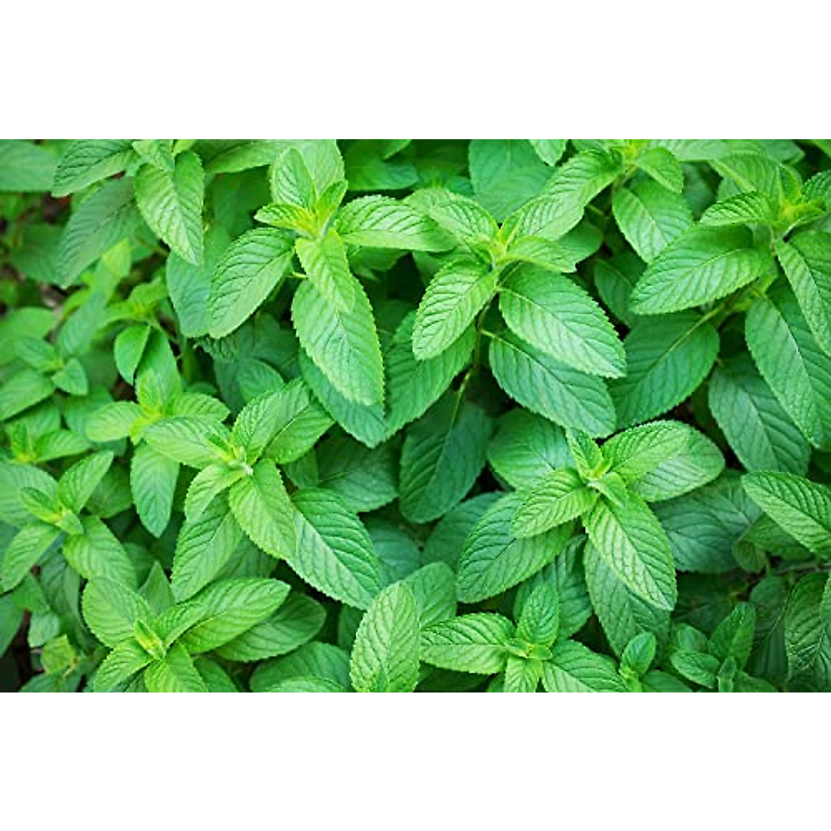 300+ Mint Seeds for Planting Heirloom Non-GMO Herb Variety for Culinary and Tea Drink