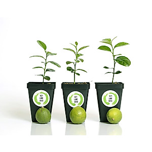 Gerald Winters and Son Key Lime Tree Starter Plant . Citrus aurantifolia. 3” - 5”