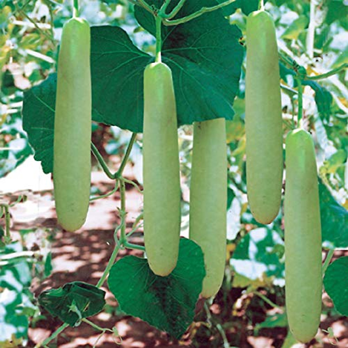 Gourd Seeds - Big Green Sausage - 2 g Packet ~60 Seeds - Lagenaria siceraria - Farm & Garden Vegetable Seeds - Non-GMO, Heirloom, Open Pollinated, Annual