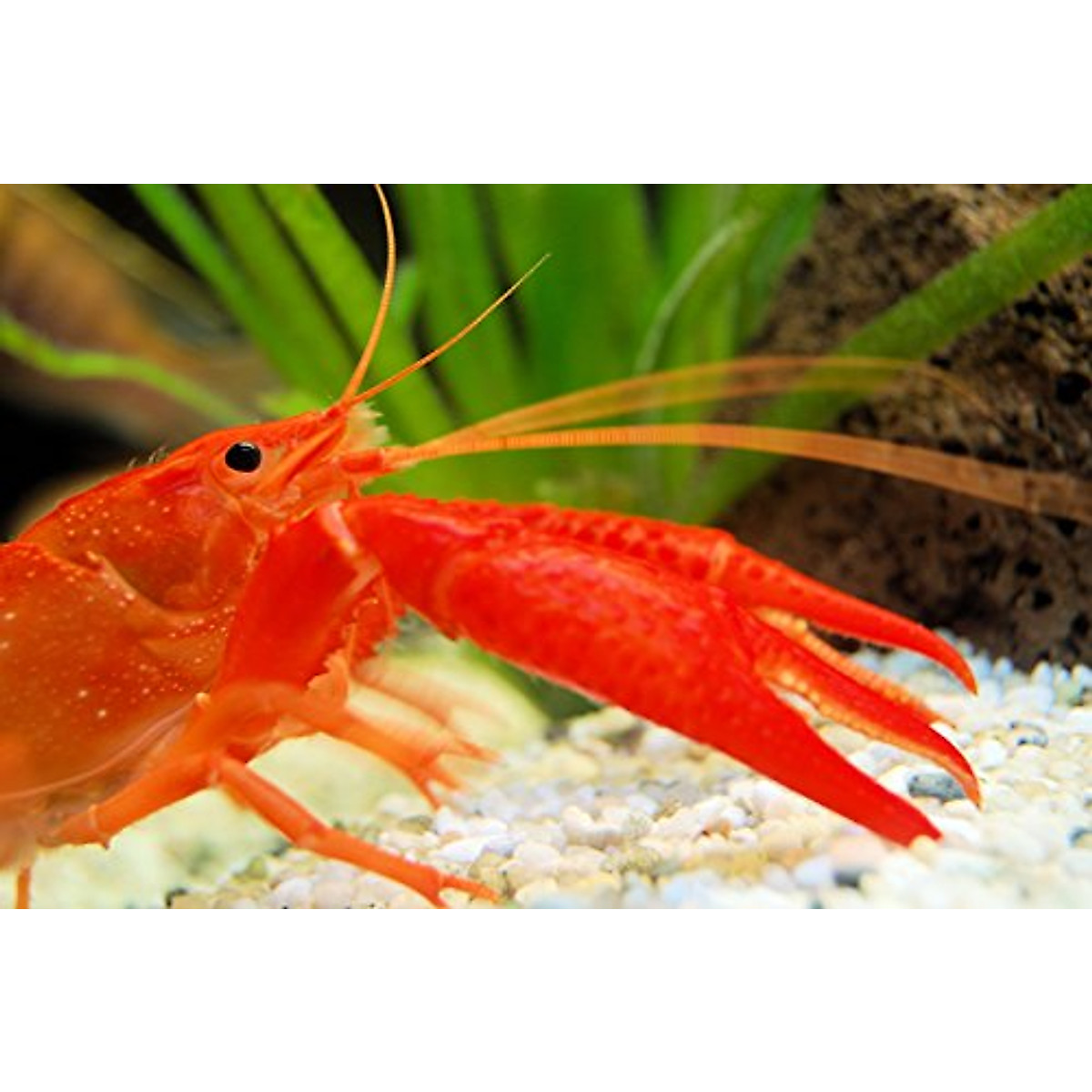 AQUATICBLENDEDFOODS Super Freshwater Shrimp,Snail & Crayfish Food Mix - ABF109 (Veggie & Krill, 4oz)