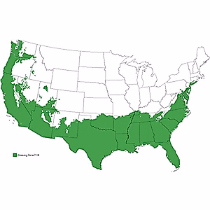 Perfect Plants Frostproof Gardenia Live Plant, 1 Gallon Pot