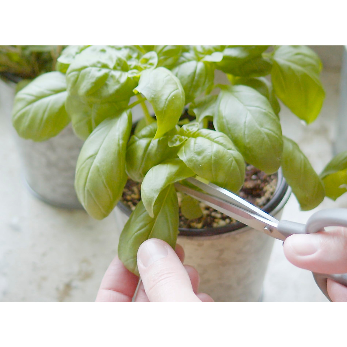 Sereniseed Certified Organic Herb Seeds Collection (10-Pack) – 100% Non GMO, Open Pollinated Varieties – Guide for Indoor & Outdoor Garden Planting