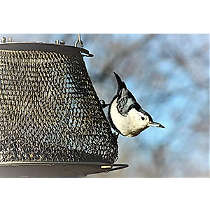 Prairie Melody(TM) Premium Black Oil Sunflower Bird Seed, Pesticide Free, 12-Pound Bag