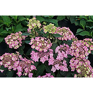 4.5 in. Qt. Let's Dance Can Do™ Reblooming Hydrangea (Serrata) Live Plant, Purple Flowers